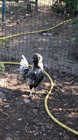 Петухи-Падуаны серебряные и утки