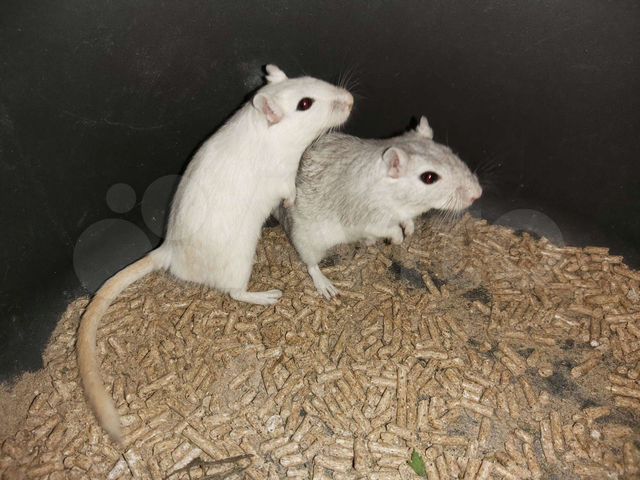 Монгольская песчанка