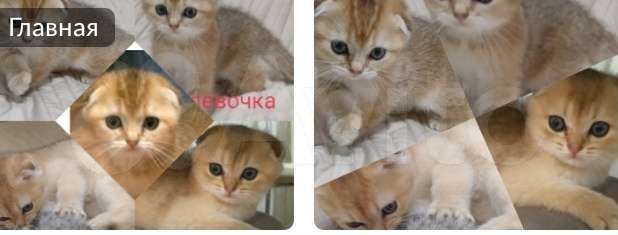 Шотландская вислоухая малышка милашка