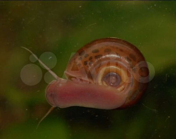 Пятнистая катушка улитка