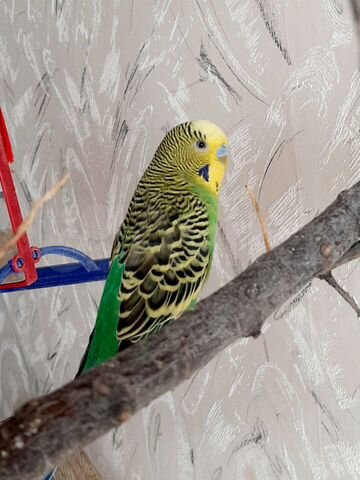 Волнистый попугай Яша со всеми игрушками и деревом