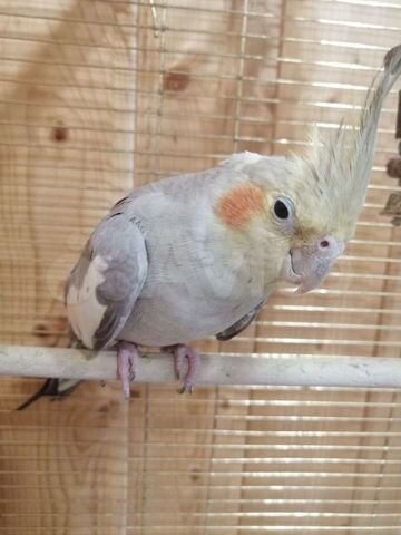 Попугай корелла птенец