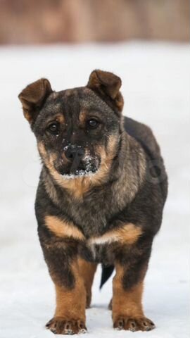 Собака в добрые руки привезу