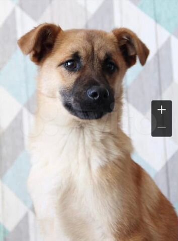 Щенок Славик ищет хозяина. В хорошие руки