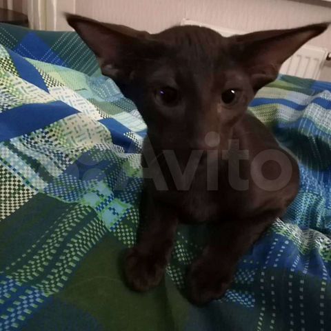 Ориентальная кошка