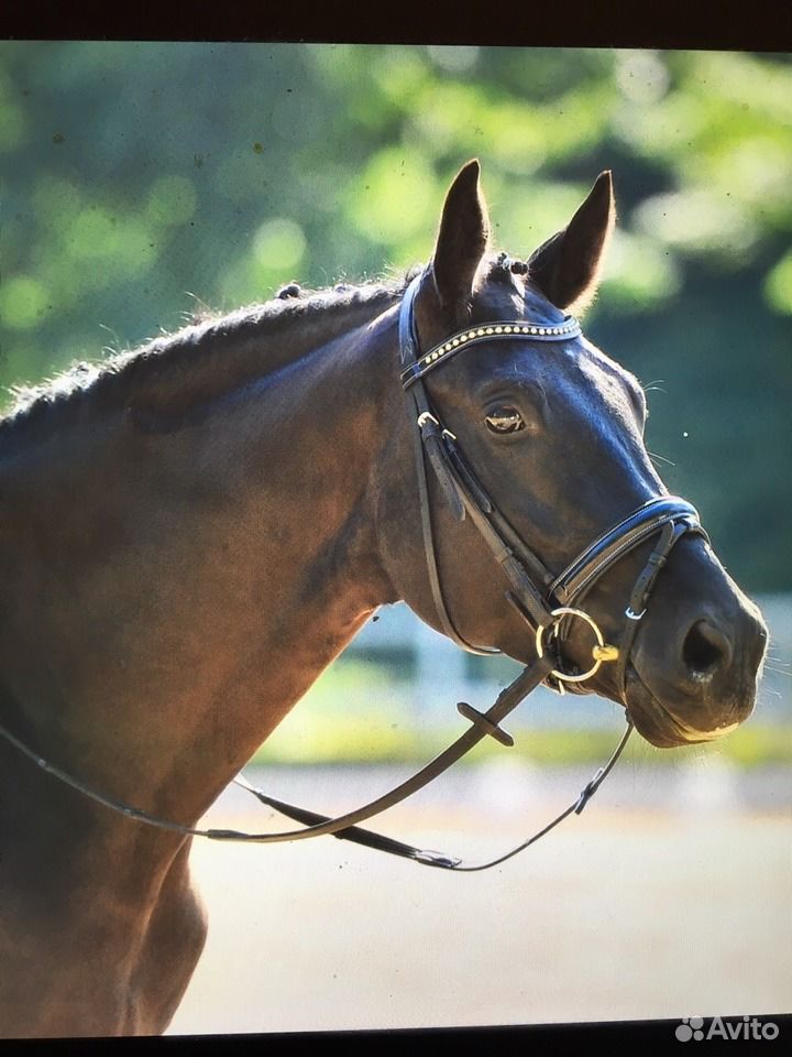 Продается шикарный привозной мерин