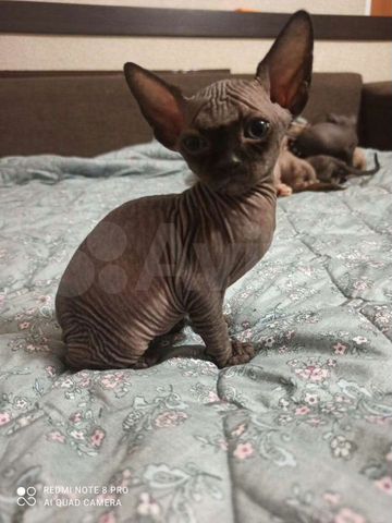 Канадский сфинкс