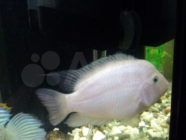 Продаю аквариумных рыбок