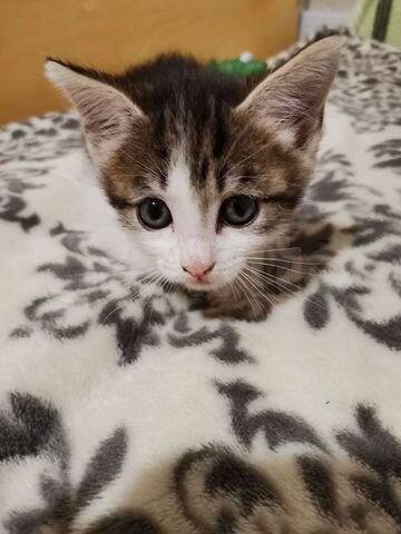 Кошка