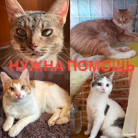 Кошки в добрые руки