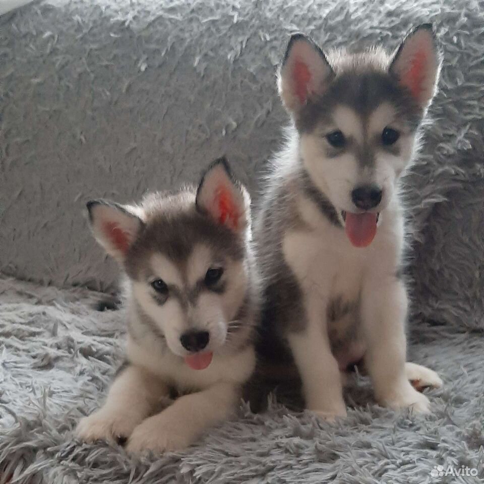 Собаки маламут