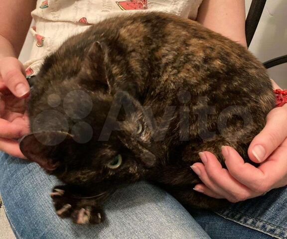 Молодая кошечка 9 месяцев