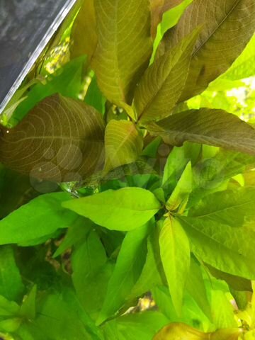 Аквариумные растения