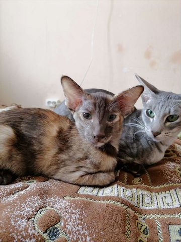 Ориентальная красавица