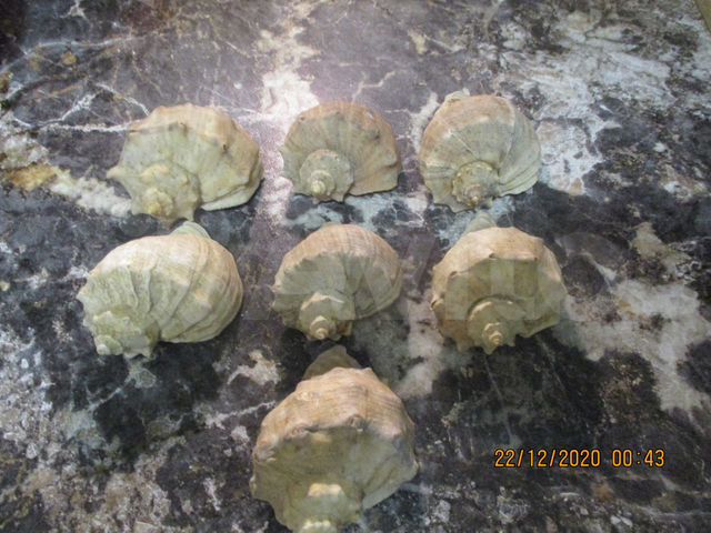 Морские ракушки и грунт для аквариума и декора