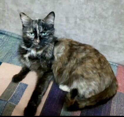 Мегаласковая стерилизованная кошка