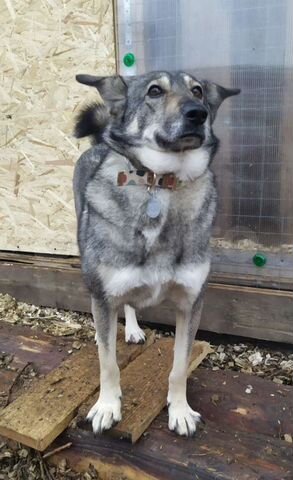 Собака Мася. Масяня ищет дом