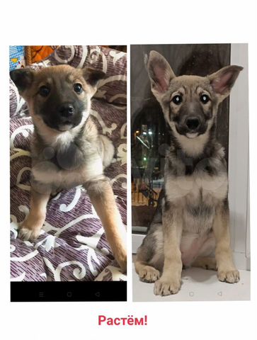 Щенок растёт