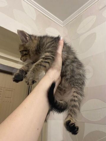 Котята котенок девочка девчуля-пушистик