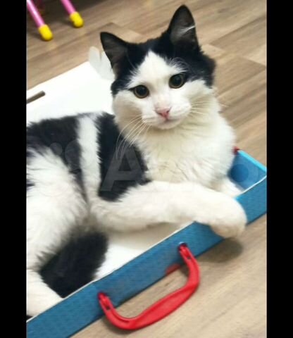 Котик Пушок
