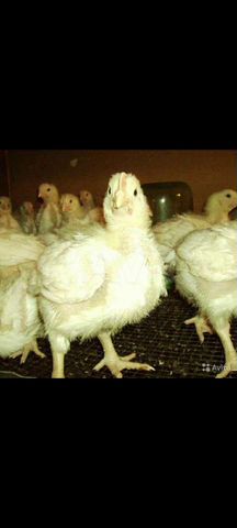 Бройлер подрощенный недельный