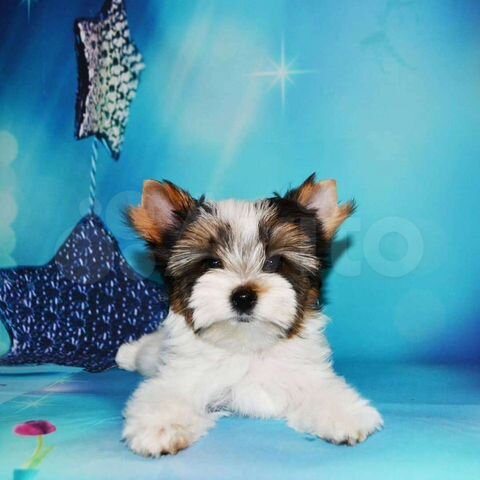 Продается мини мальчик