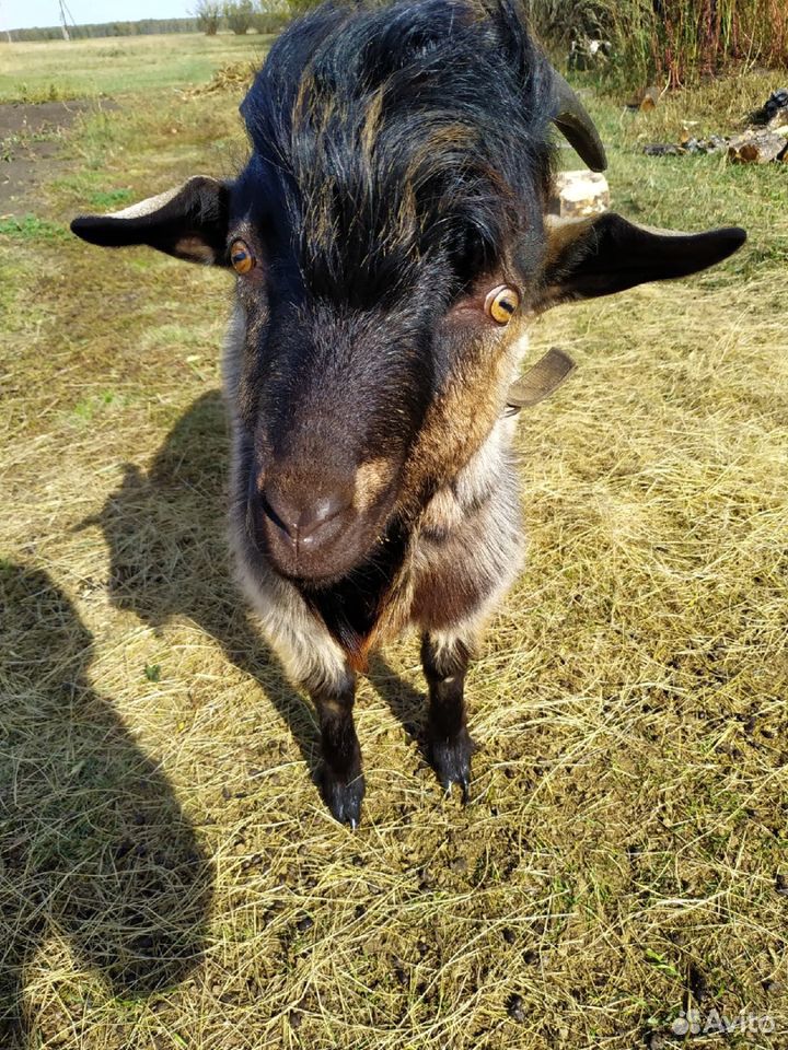 Молодые козлики