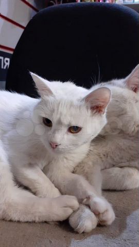 Белые котята