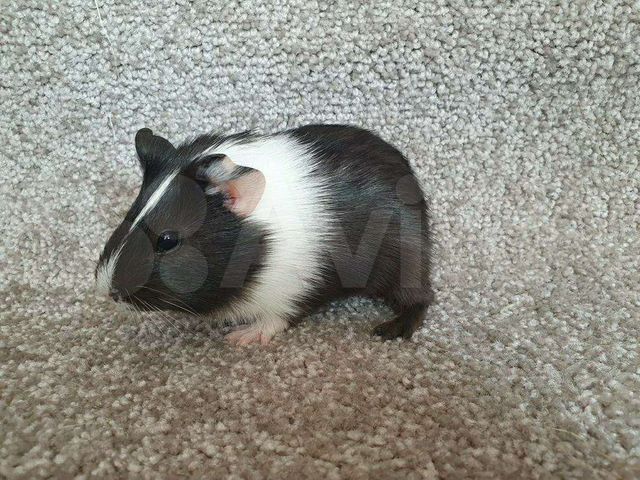 Морская свинка