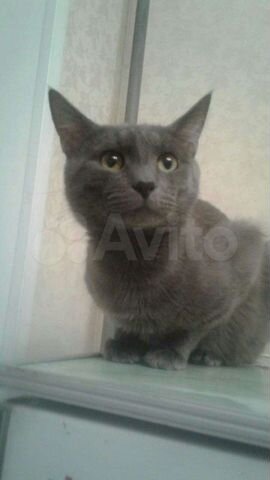 Красавец Грей ищет гостеприимный дом