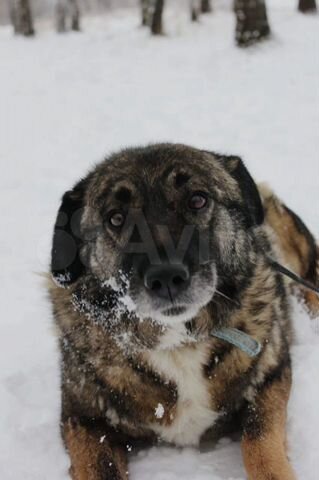 Собака Карамелька в дар