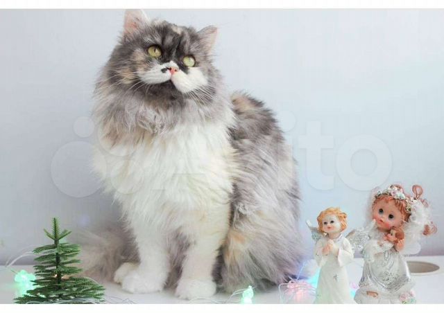 Кошка в добрые руки