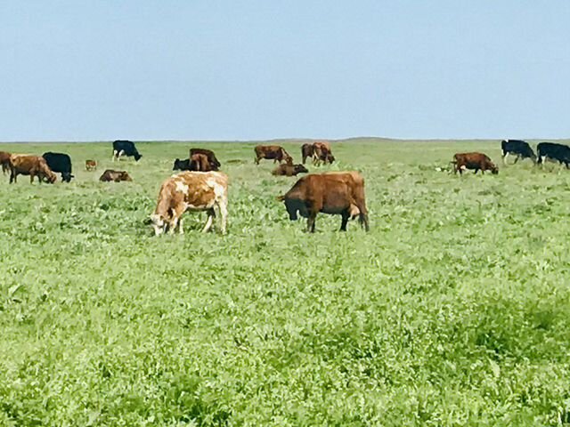 Продаются коровы молочных пород