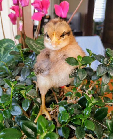 Цыплята чистопородные билефельдер криль