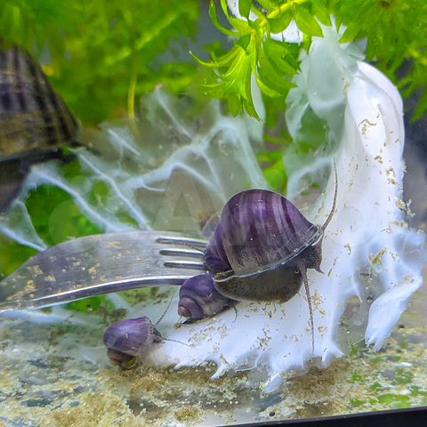 Черничные ампулярии