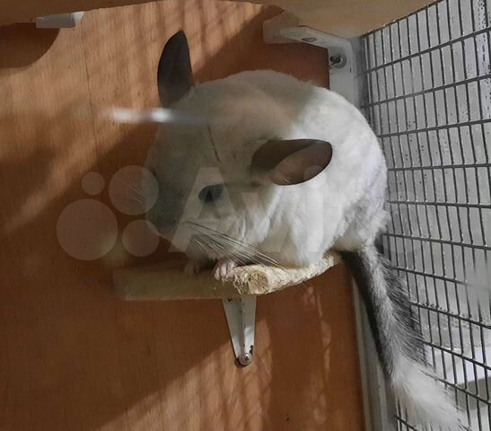 Шиншиллы малыши