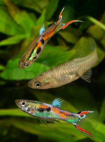 Гуппи эндлера самцы/самки