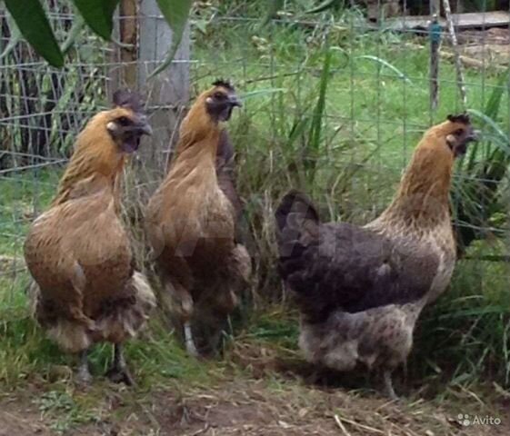 Китайские чёрный куры