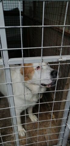 Среднеазиатская овчарка/алабай