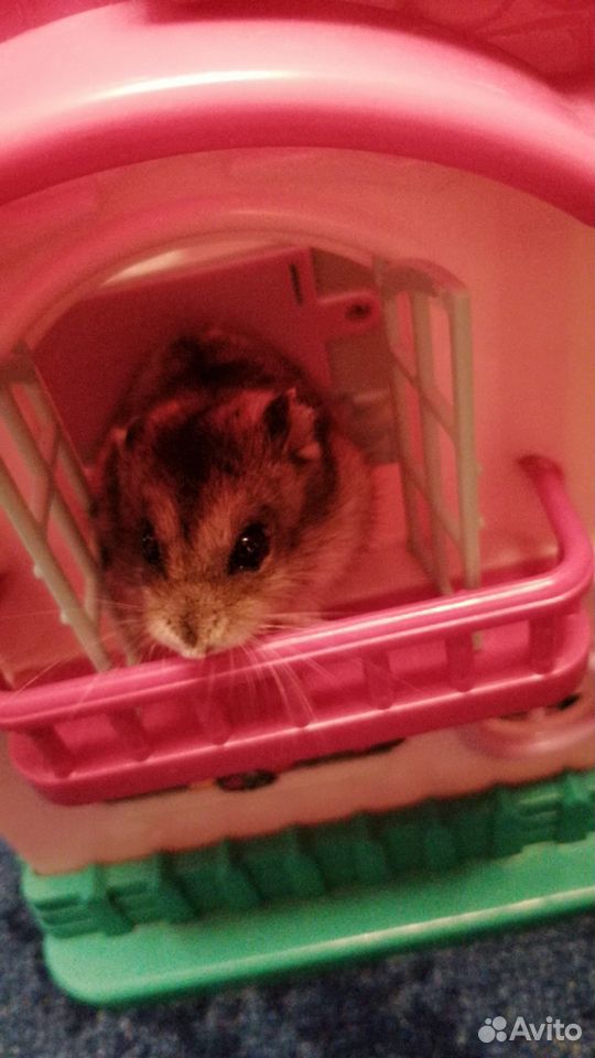 Джунгарский хомяк