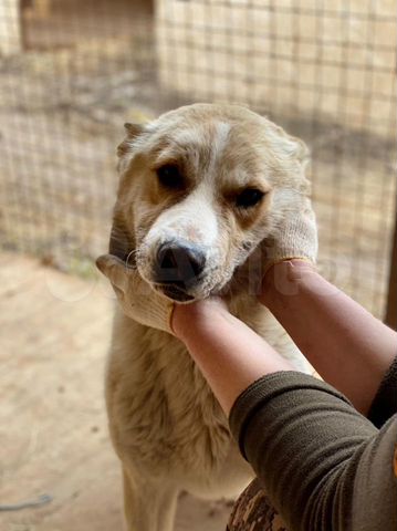 Среднеазиатская овчарка алабай в добрые руки