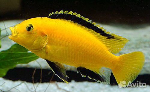 Еллоу отдам бесплатно