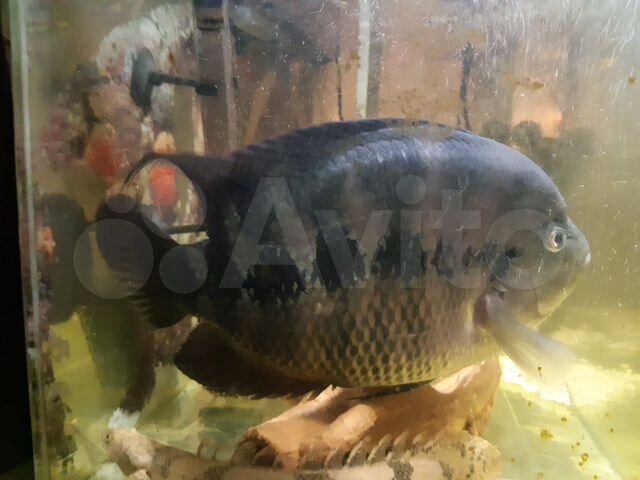 Фловер хорн