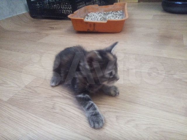 Котята курильский бобтейл помесь в добрые руки