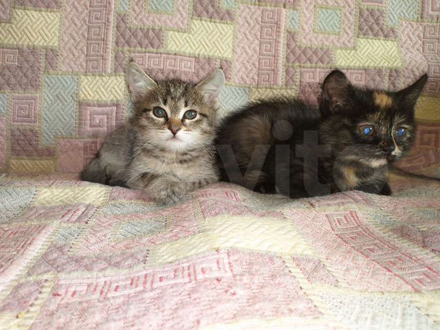 Котята, возраст 1.5.мес в дар