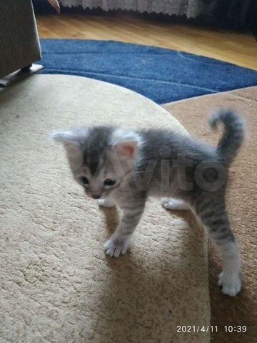 Кошечка симпатичная