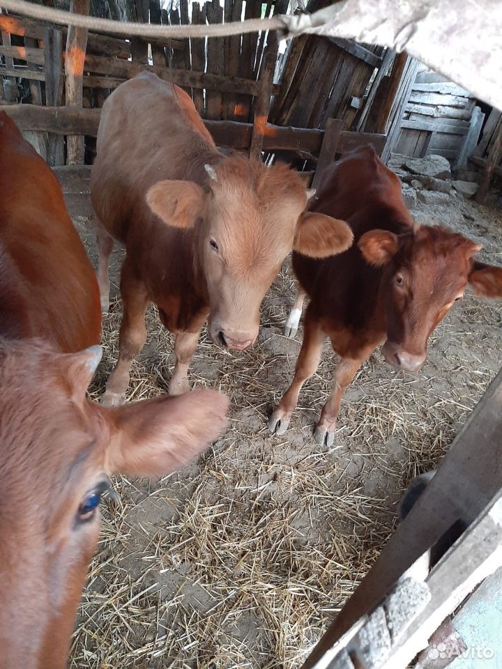 Бычки и телята