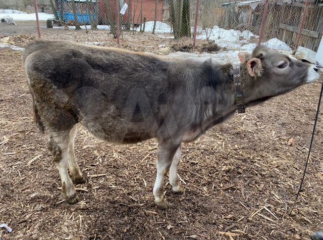 Тёлочка джерсийская. косино ухтомский район