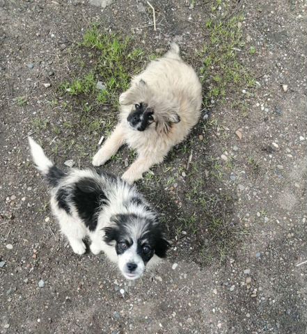 Щенки пушистики