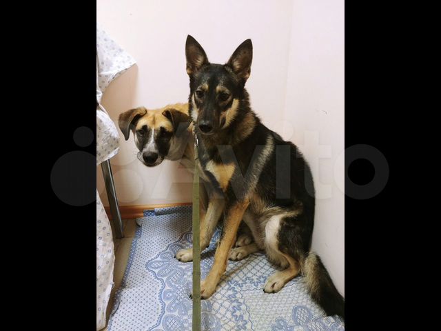 Собачка Аза 1 год ищет дом